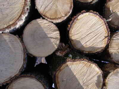 Cómo Leer una Doyle Registro de la Escala de la Regla