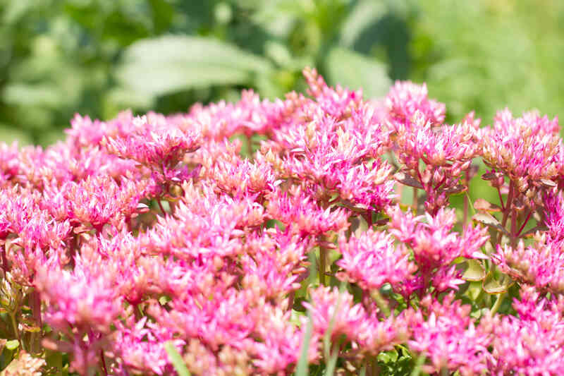 Planta Perenne De Floración Cubiertas De Tierra