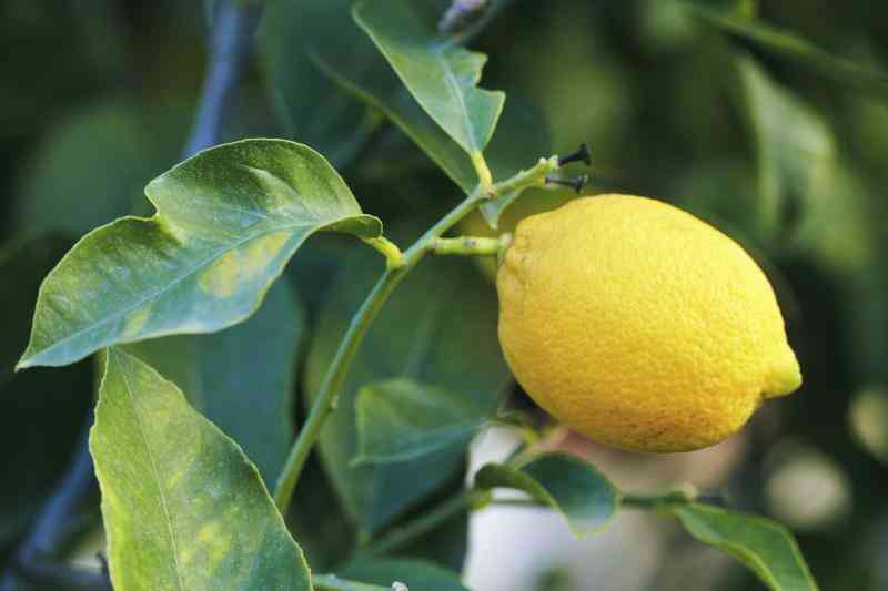 Los animales Que se alimentan de los Limones o las Hojas de los Árboles ...