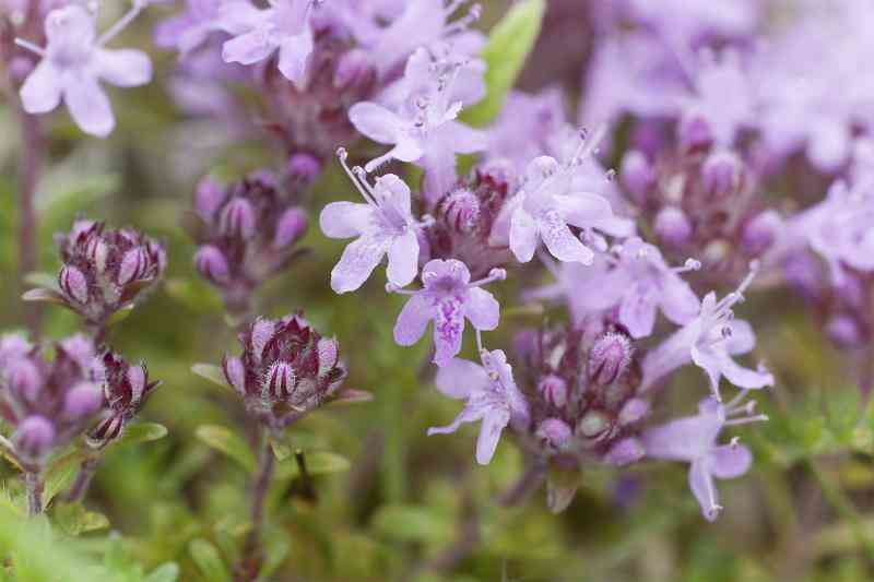Cómo Cultivar Tomillo Rastrero