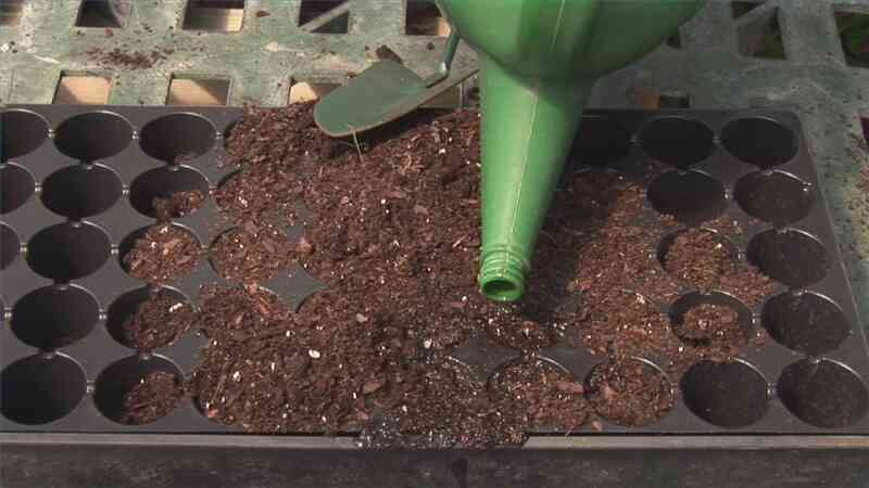 Cómo Cultivar Árboles de Pera a partir De Semillas