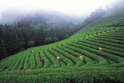 Cómo Cultivar un Matcha Planta