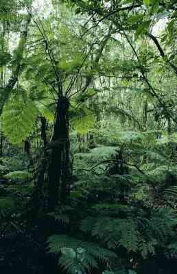 El Bosque Tropical Caducifolio De Los Animales-Plantas