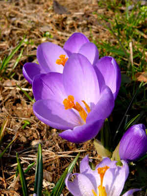 ¿Qué Sucede Cuando Comienza La Primavera?