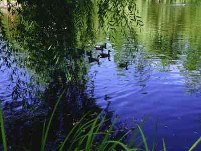Los Mejores Árboles para Plantar en la orilla del Río