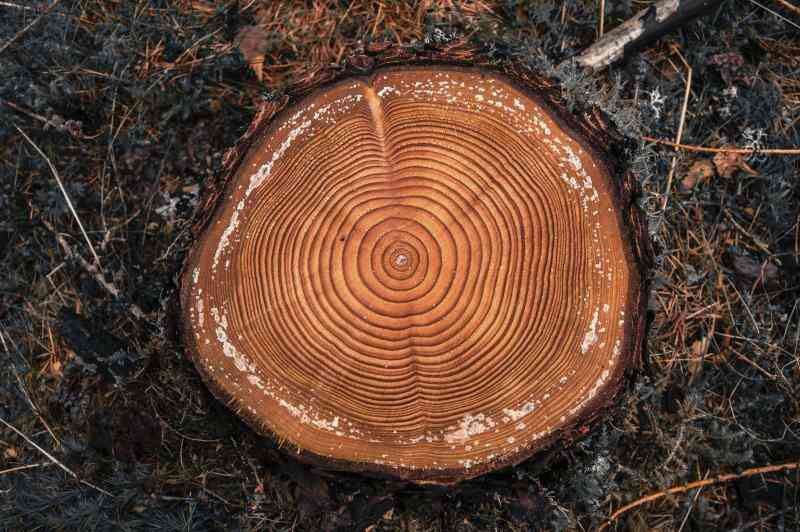 ¿Cuáles Son los Cinco Principales Partes de un Tronco de Árbol que se ...
