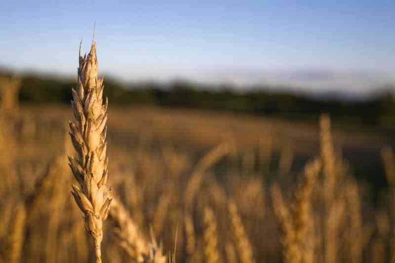 Lista de Alimentos que Contienen Trigo
