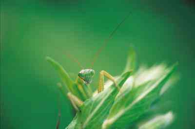 Hábitos de alimentación de los Insectos