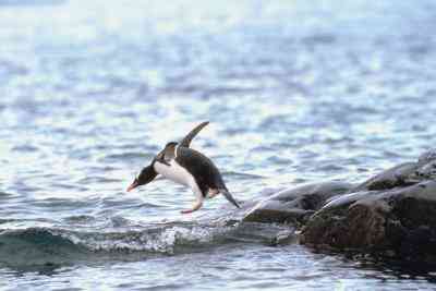 Ciclo de vida de los Pingüinos