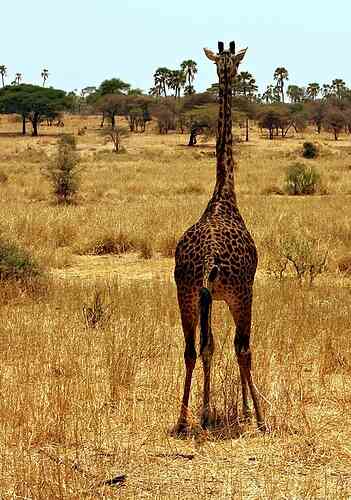 La Jirafa El Sistema Digestivo De Los Hechos