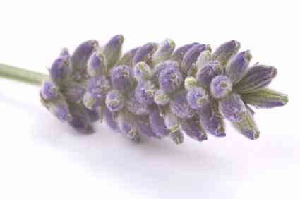 La luz Azul, Pálido Color Lavanda Ideas para el Dormitorio