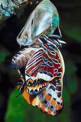 Insectos Que Hacen Capullos