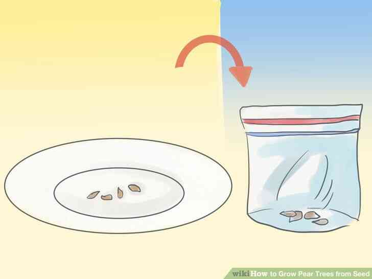 Cómo Cultivar Árboles de Pera a partir de Semillas