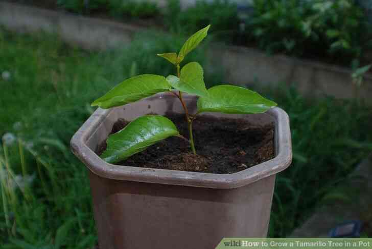 Cómo hacer Crecer una Tamarillo Árbol en una Maceta