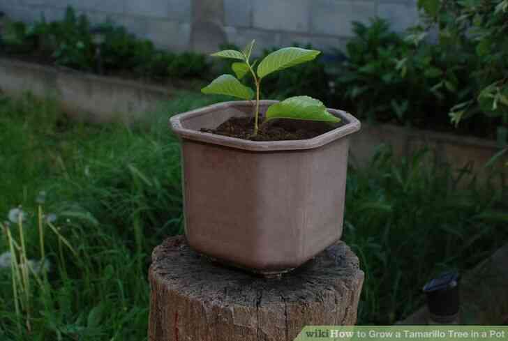 Cómo hacer Crecer una Tamarillo Árbol en una Maceta