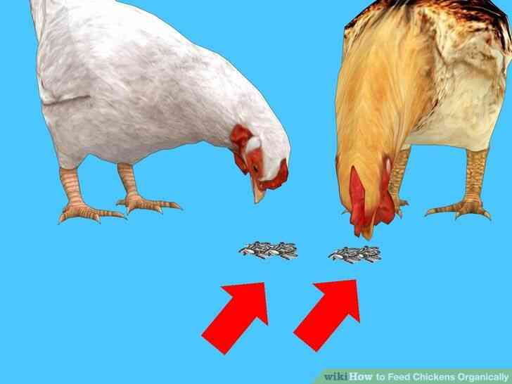 Cómo Alimentar a los Pollos de forma Orgánica