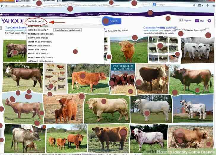 Cómo Identificar las Razas de vacas