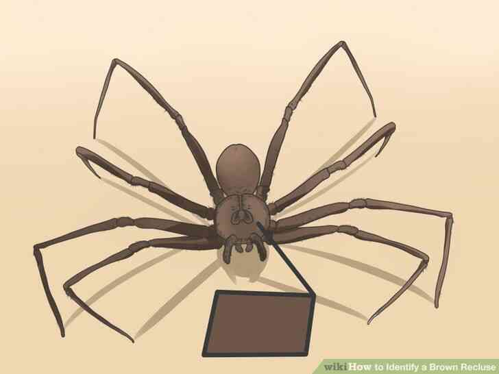 Cómo Identificar una Reclusa parda