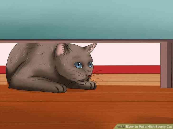Cómo acariciar a un Alto Encadenan Gato