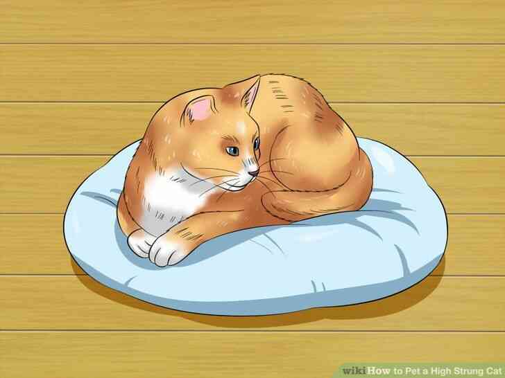 Cómo acariciar a un Alto Encadenan Gato