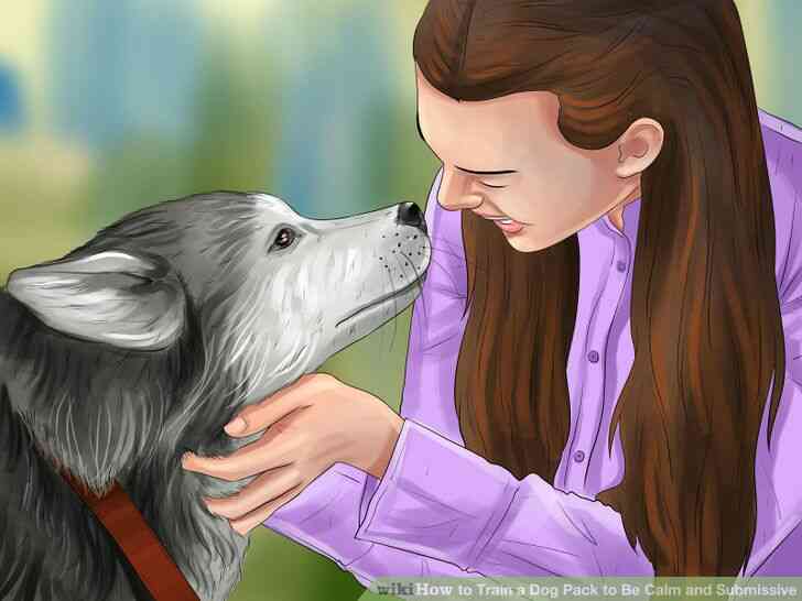 Cómo Entrenar a un Perro Pack para Estar Tranquilo y Sumiso