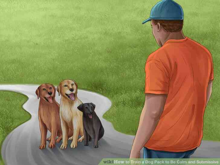 Cómo Entrenar a un Perro Pack para Estar Tranquilo y Sumiso