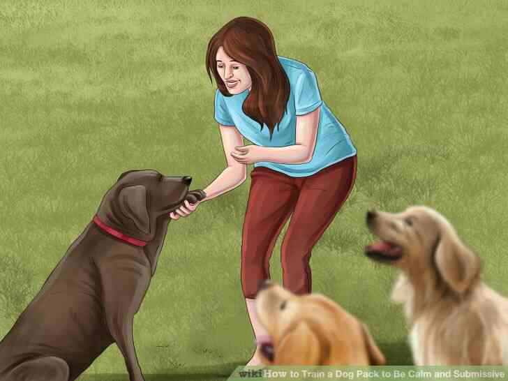 Cómo Entrenar a un Perro Pack para Estar Tranquilo y Sumiso