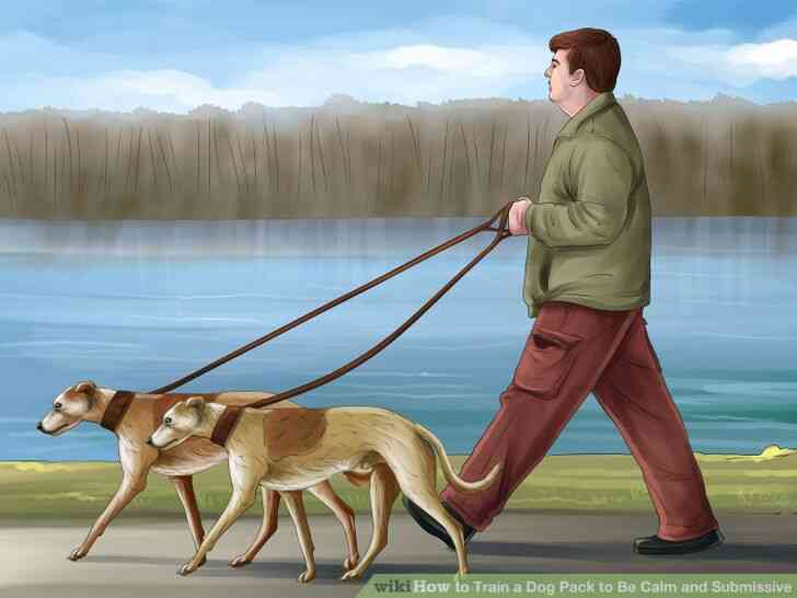 Cómo Entrenar a un Perro Pack para Estar Tranquilo y Sumiso