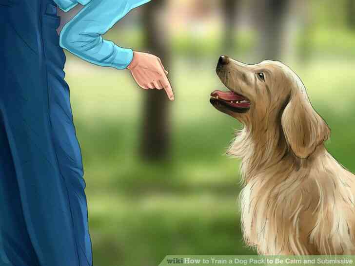 Cómo Entrenar a un Perro Pack para Estar Tranquilo y Sumiso