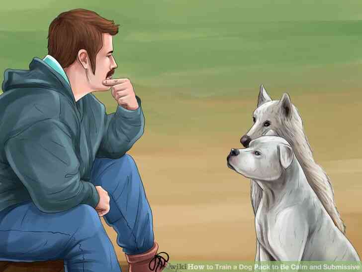 Cómo Entrenar a un Perro Pack para Estar Tranquilo y Sumiso