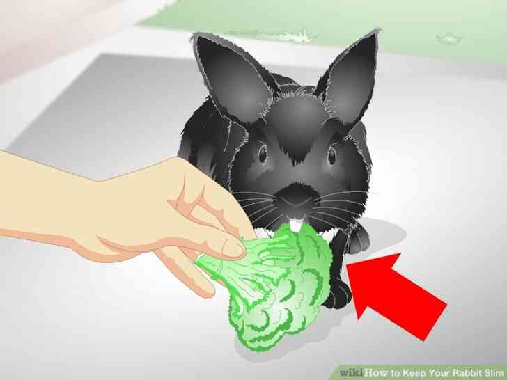 Cómo Mantener a Su Conejo Delgado