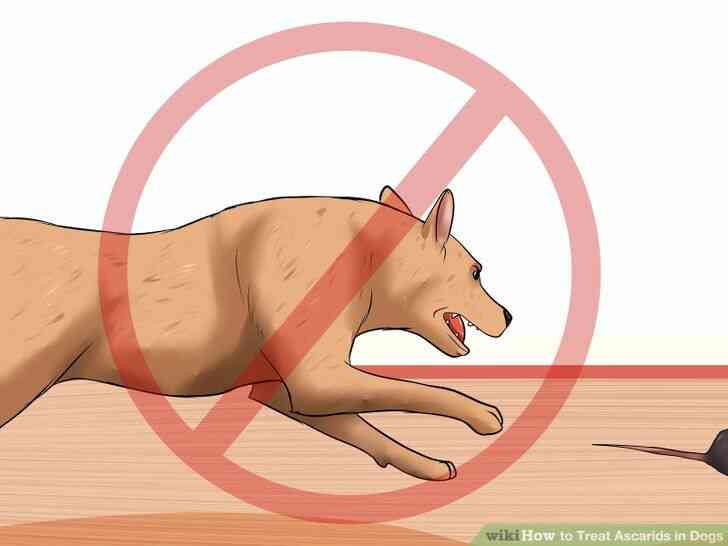 Cómo Tratar a los Áscaris en los Perros