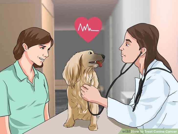 Cómo Tratar el Cáncer Canino
