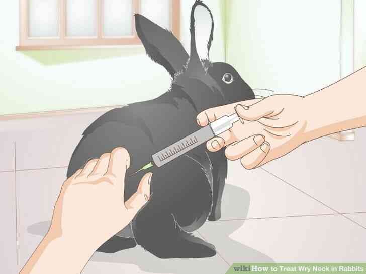 Cómo Tratar la tortícolis en los Conejos