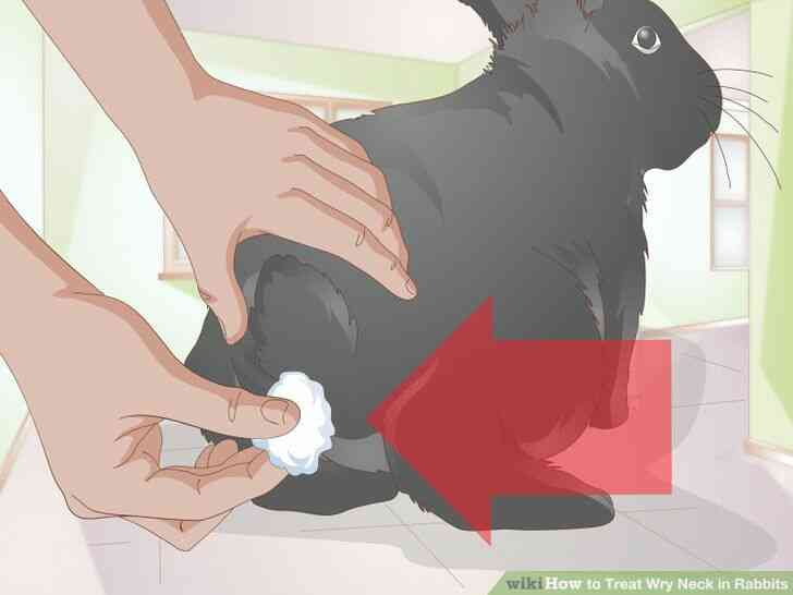 Cómo Tratar la tortícolis en los Conejos