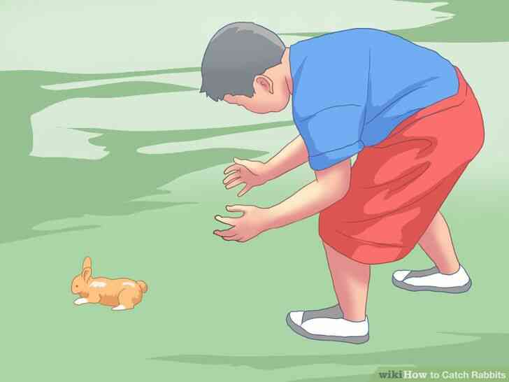 Cómo Atrapar a los Conejos